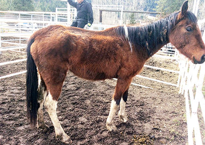 42 emaciated horses at SPCA need help as care costs mount - The ...