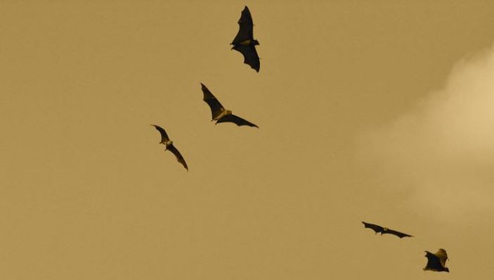 Guided bat walk in the estuary on July 12 - The Squamish Reporter