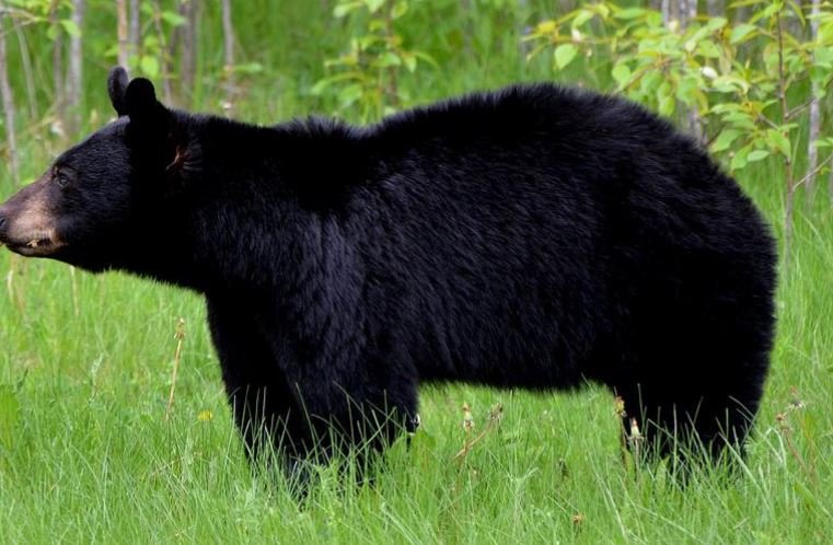 District Cautions Public After Bear Encounters in Squamish Estuary District Cautions Public After Bear Encounters in Squamish Estuary