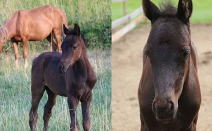 SPCA offers 50 per cent off adoption fees for all animals, including ...