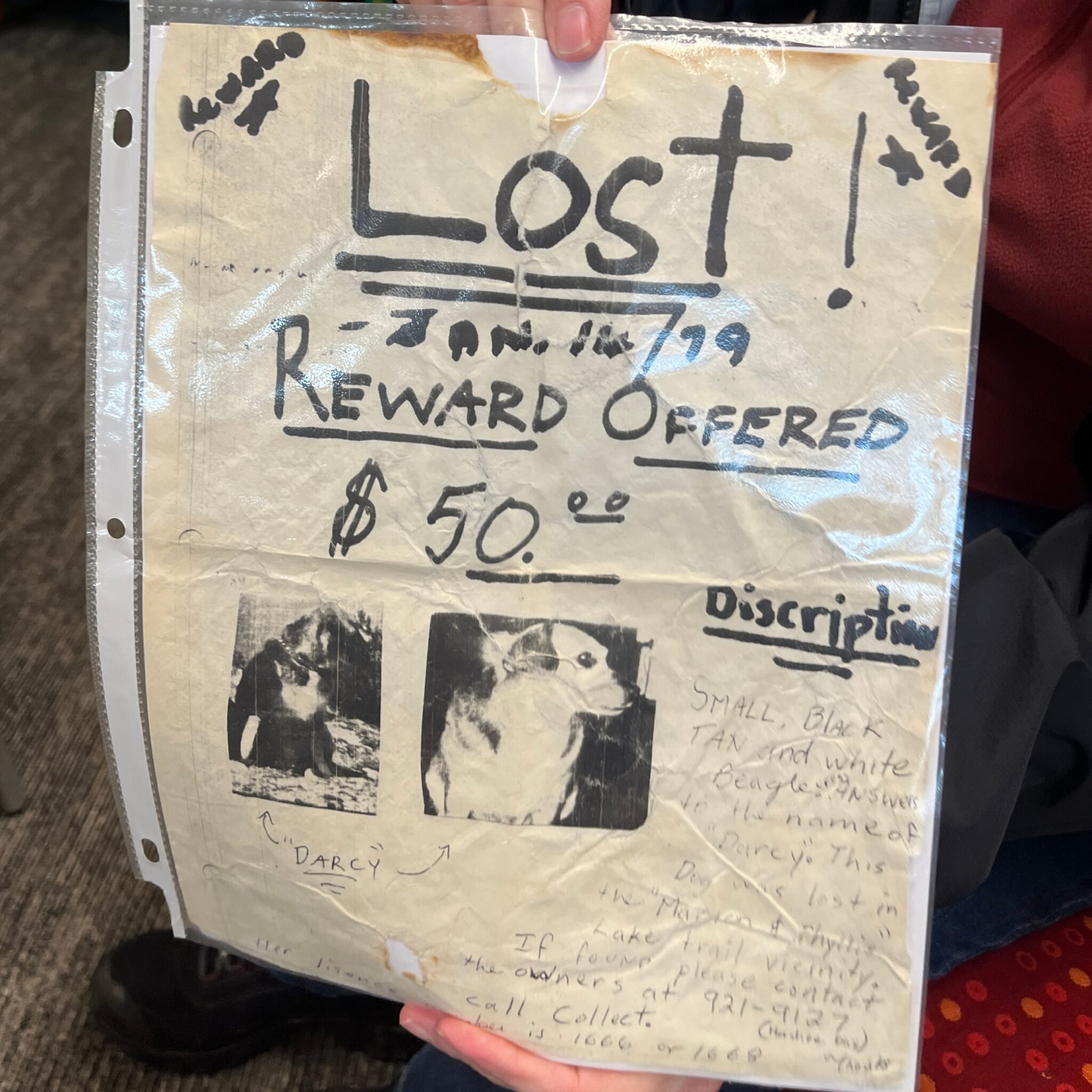 14 years of NANA: Randi Olson’s mission to bring lost pets home - The ...